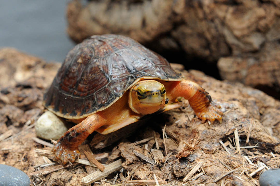 What is the rarest land turtle?