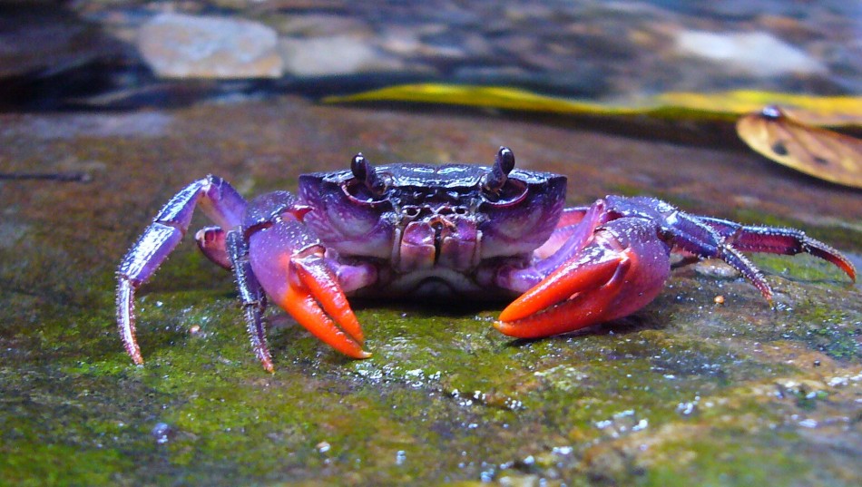 What is the rarest species of crab?