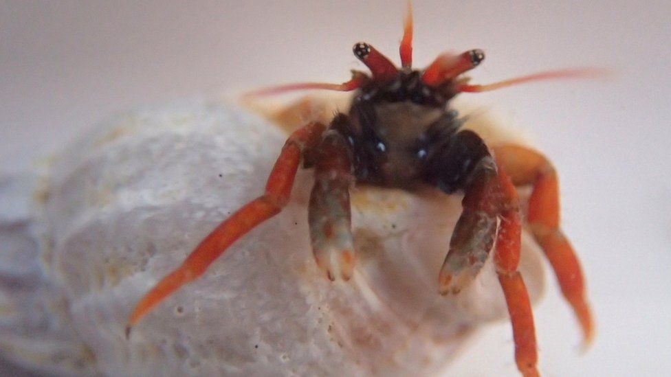 What is the rarest type of hermit crab?