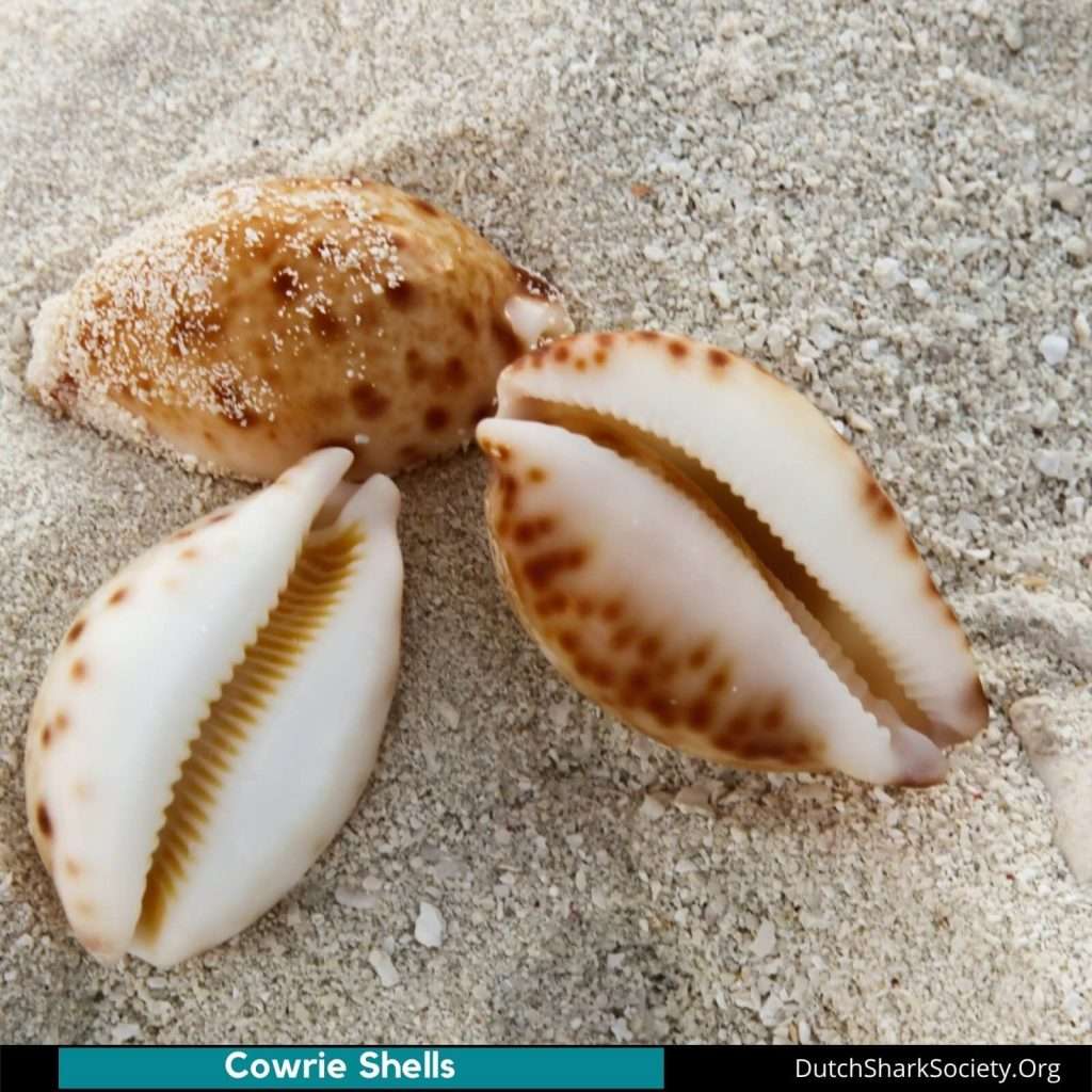 What is the rarest type of sea shell?