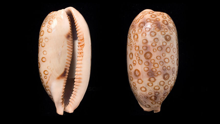 What is the rarest type of shell?