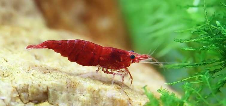 What is the reddest shrimp?