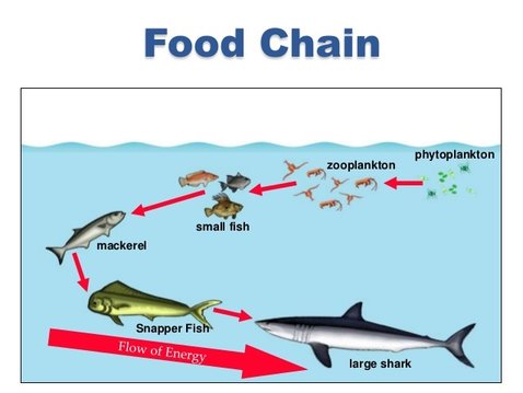 What is the role of fish in the food chain?