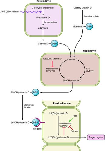 What is the role of stomach acid in calcium absorption?