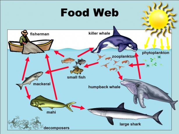 What is the role of the fish in the food web?