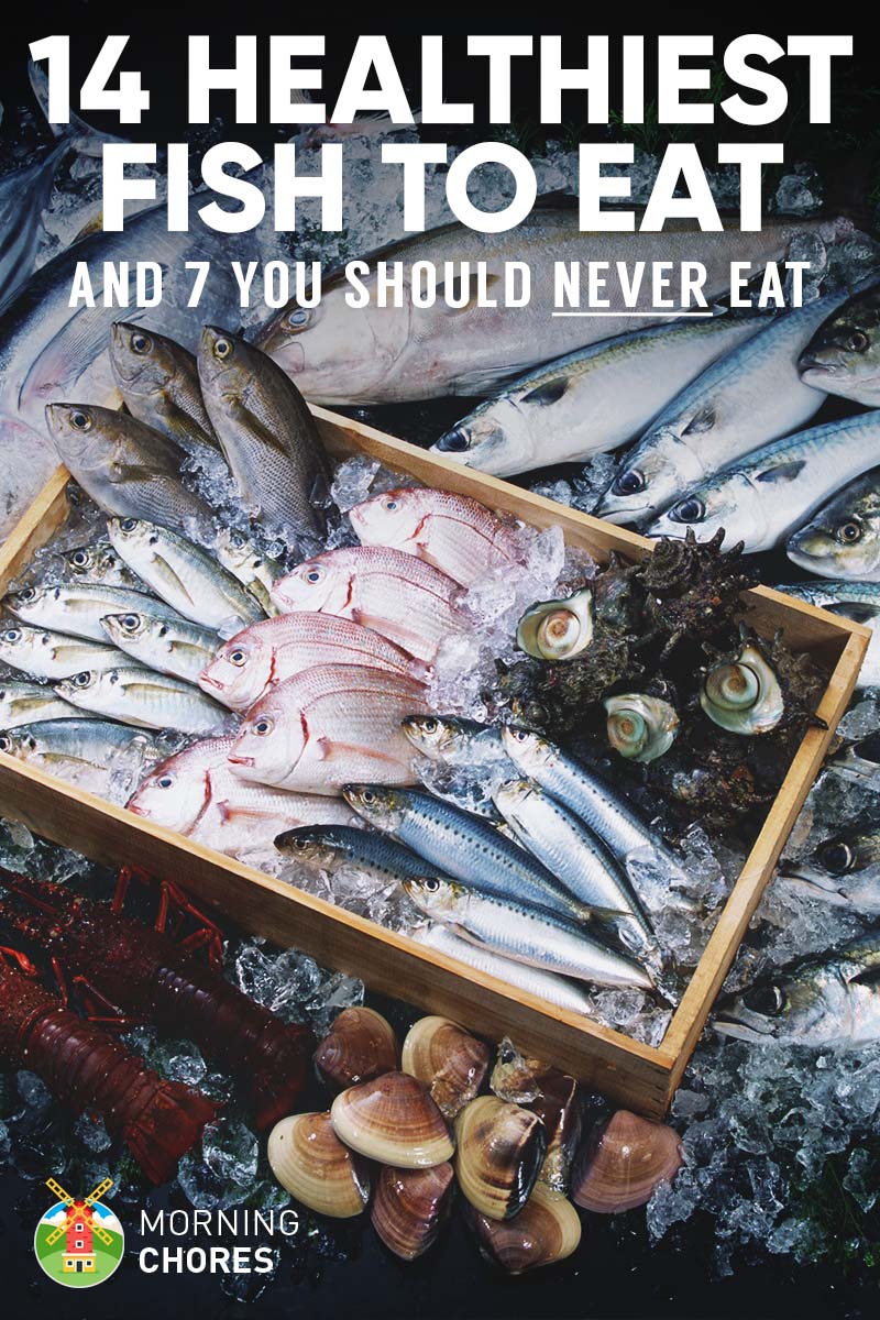 What is the safest healthiest fish to eat?