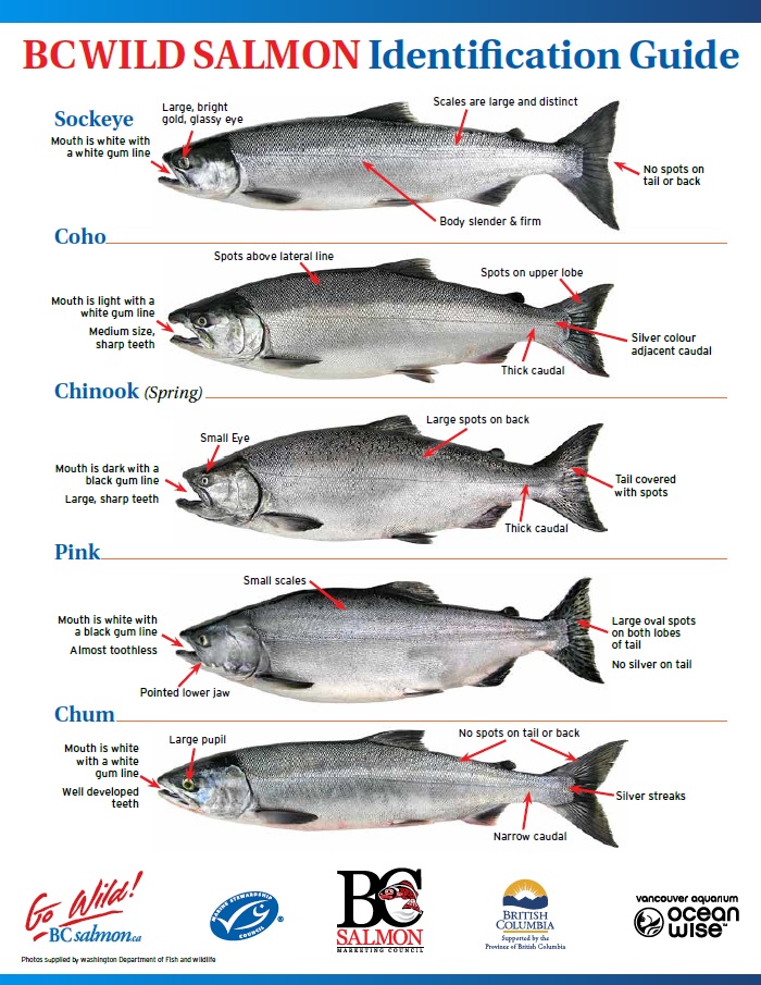 What is the salmon limit in BC?