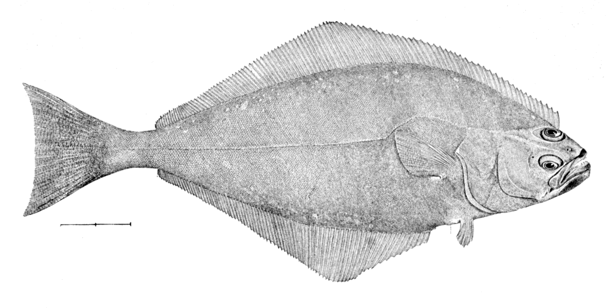 What is the scientific name for halibut?