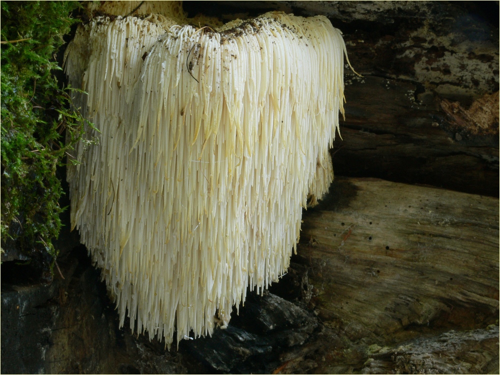 What is the scientific name of lion’s mane mushroom?