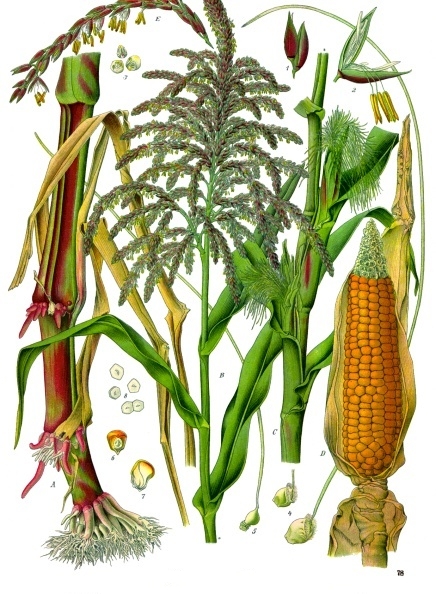 What is the scientific name of maize?