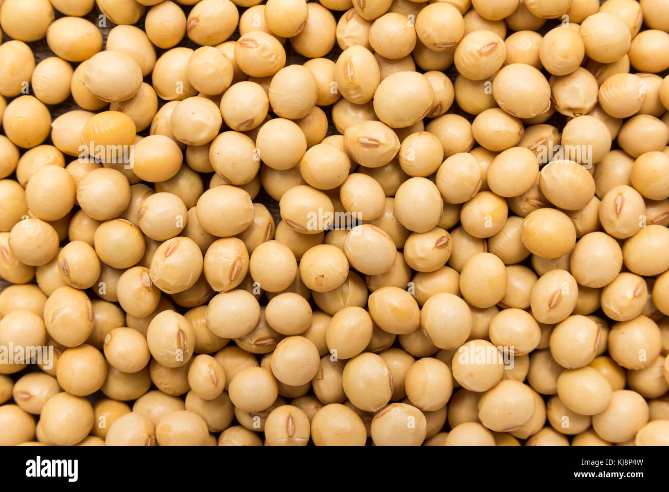 What is the scientific name of soybean?