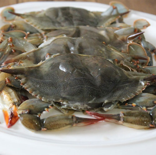 What is the season for soft-shell crabs in Maryland?