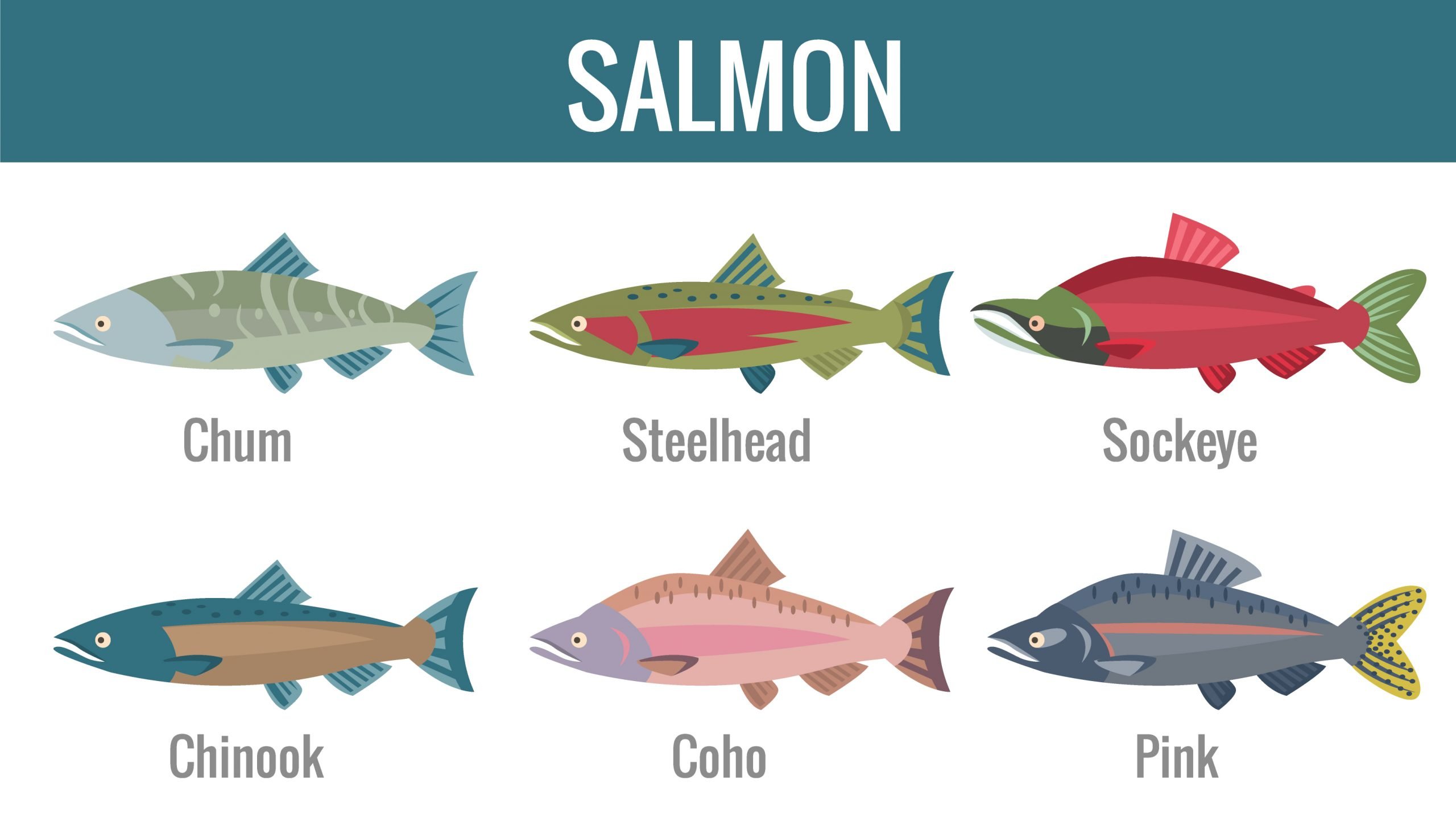 What is the second largest salmon species?