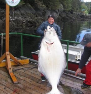 What is the size limit for halibut in BC?