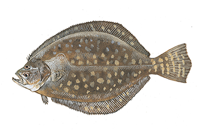 What is the size limit on flounder in South Carolina?