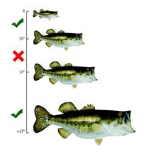 What is the size to keep a bass?