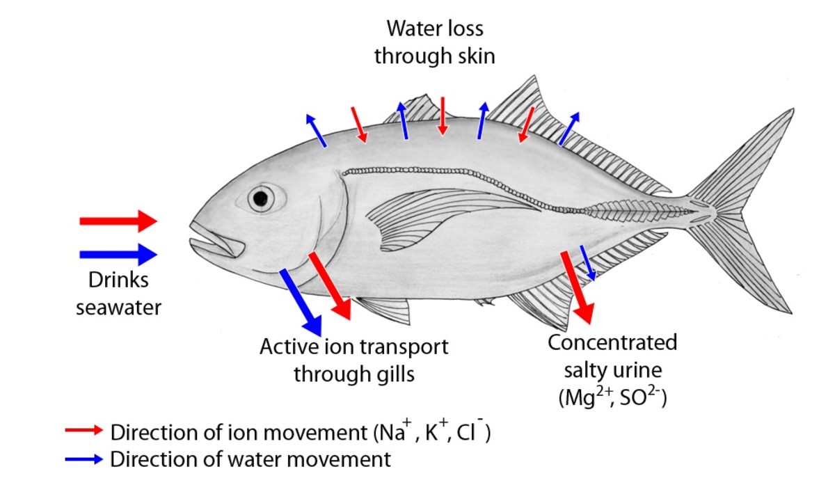 What is the slime on fish made of?