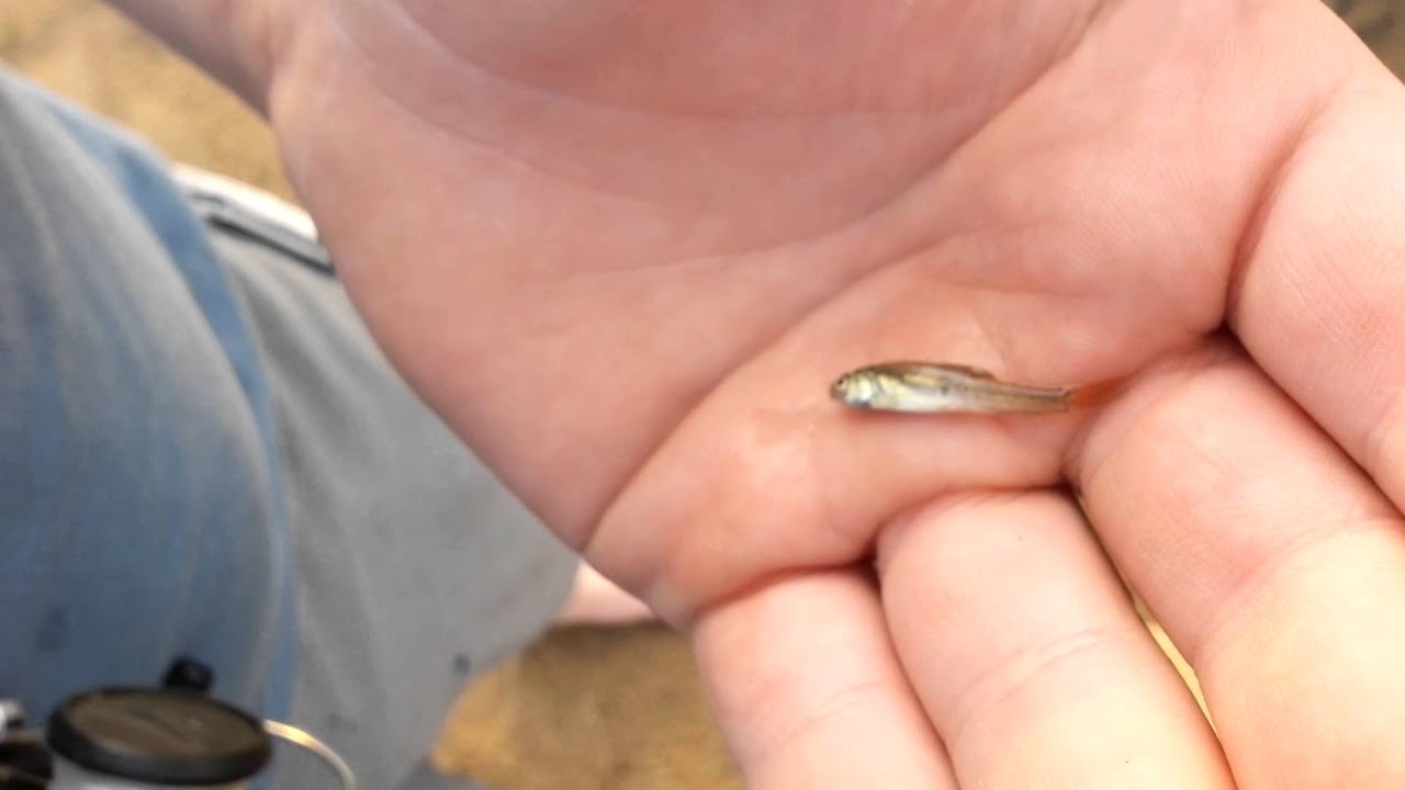 What is the smallest fish ever caught on rod and reel?