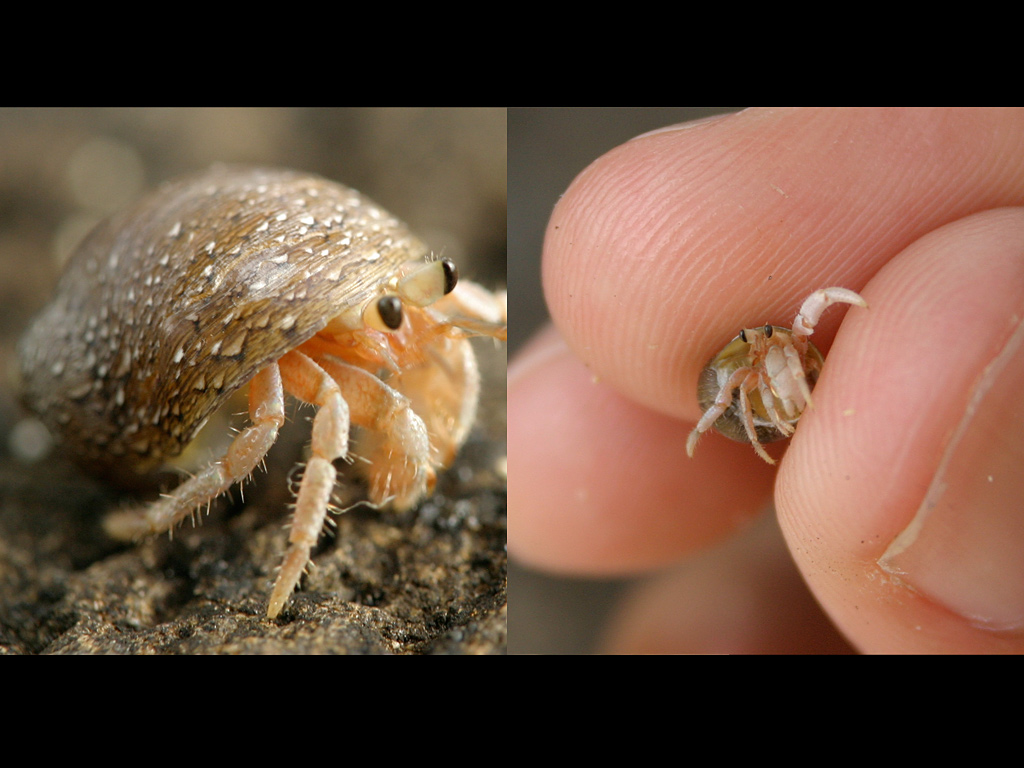 What is the smallest type of hermit crab?