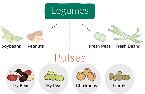 What is the source of pulses and soybean?