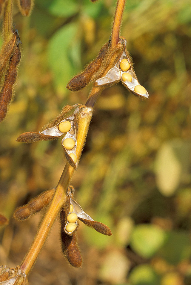 What is the source of soybean?