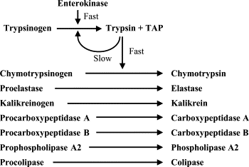 What is the source of trypsin?