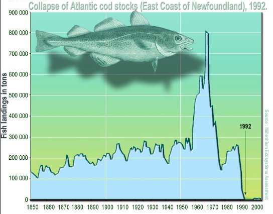 What is the status of the cod fishery today?