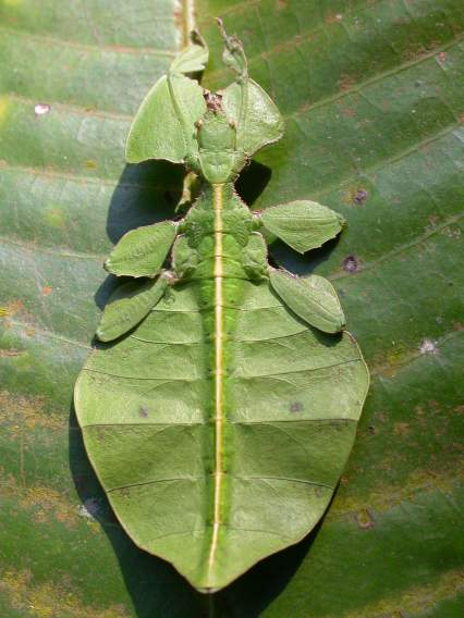 What is the study of entomology?