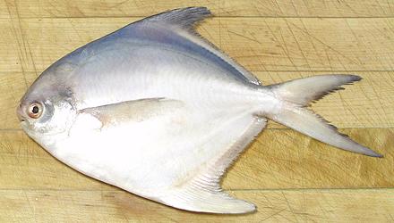What is the tastiest fish in India?