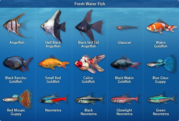 What is the tastiest freshwater fish?