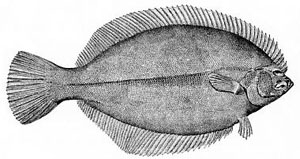 What is the taxonomy of a flounder?