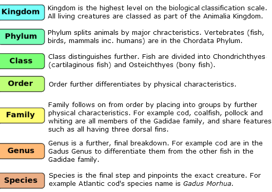 What is the taxonomy of fish?