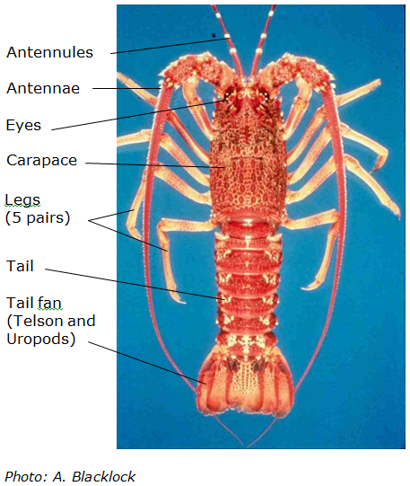 What is the thorax of a lobster composed of?