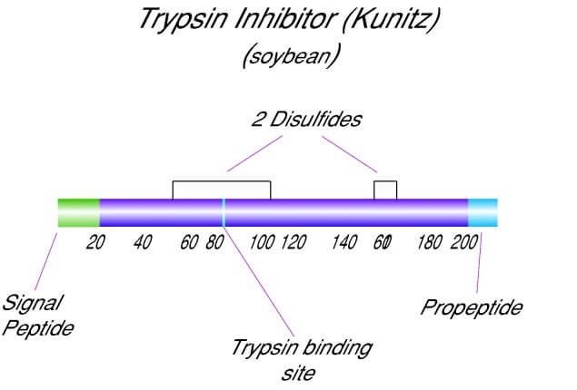 What is the trypsin inhibitor in soybeans?