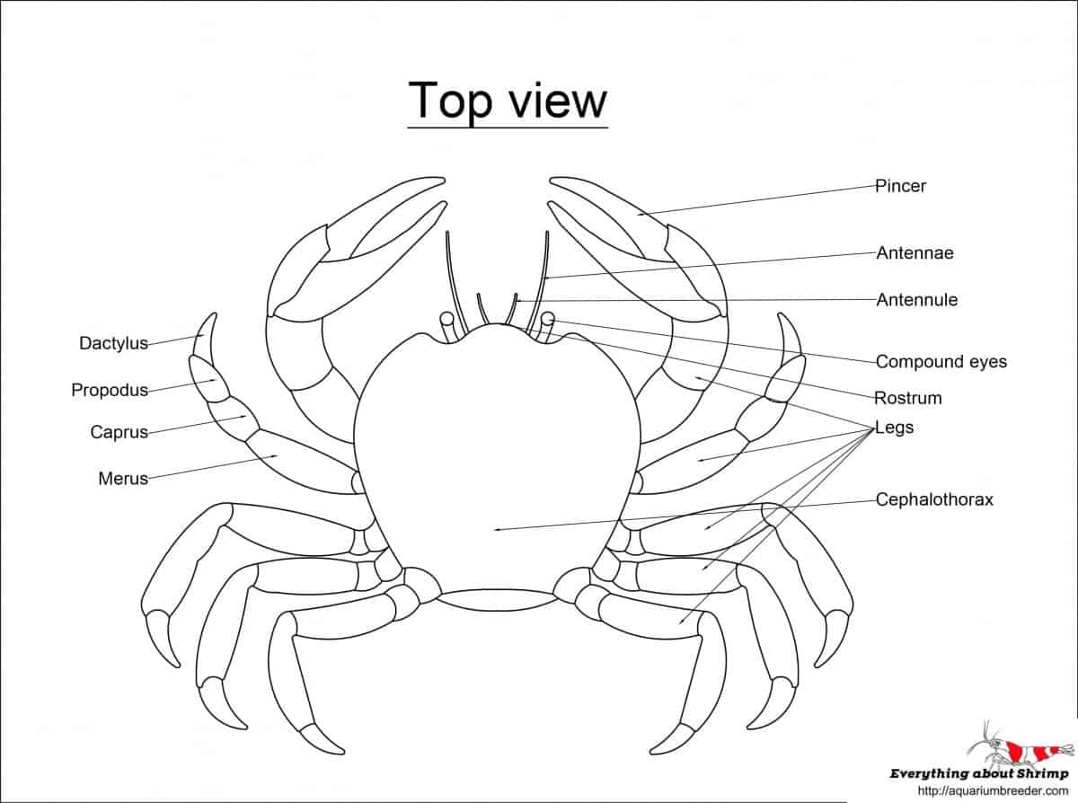 What is the white part of the crab called?