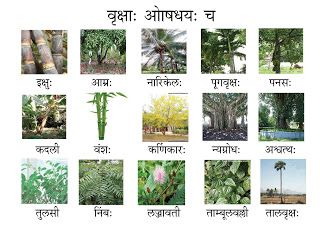 What is the word for plant in Sanskrit?
