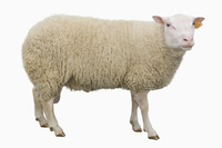 What is the word meaning of the ewe?