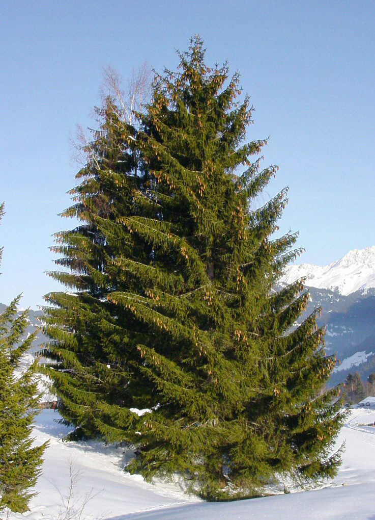 What is the word spruce?