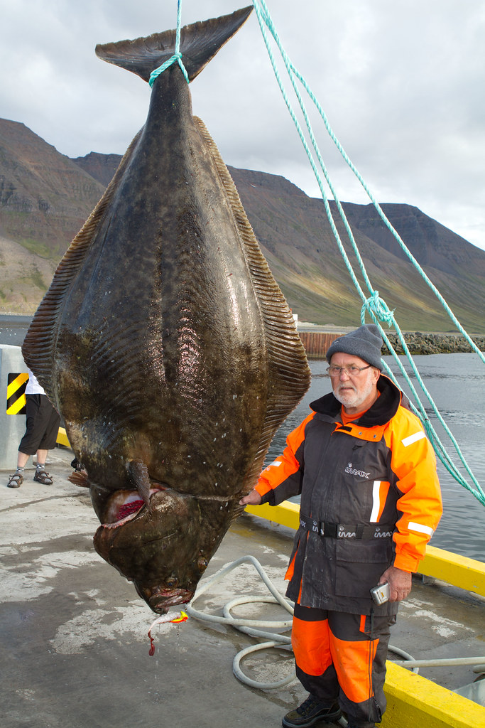 What is the world record for largest halibut?