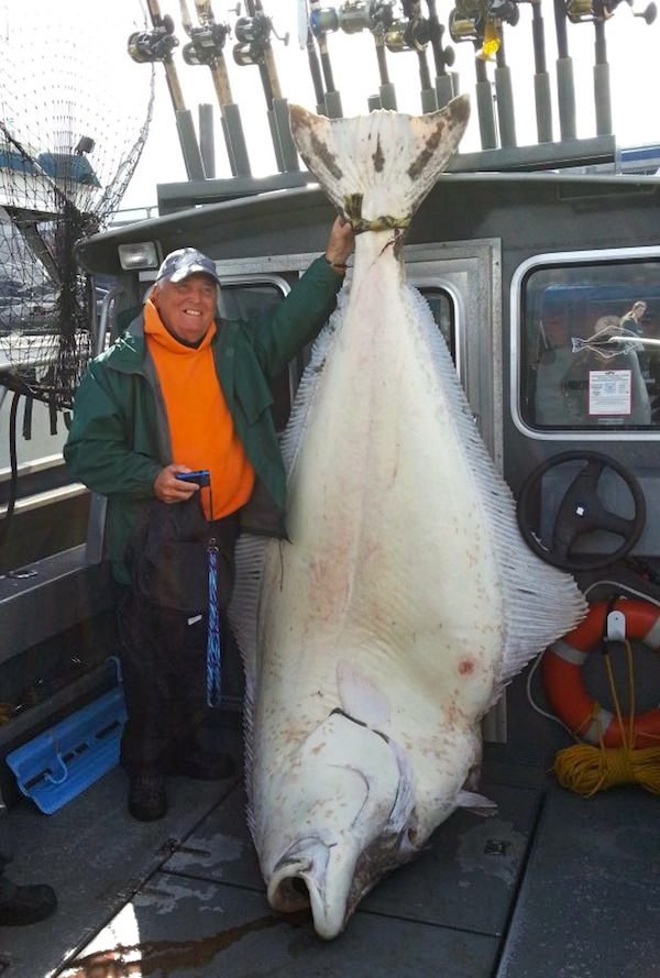 What is the world record halibut?