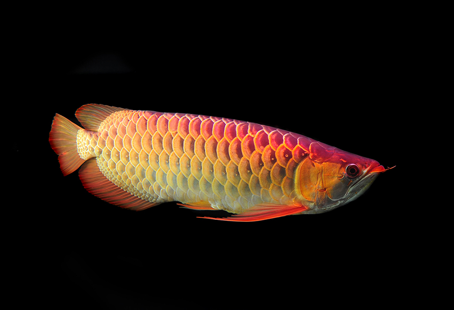 What is the world's most expensive pet fish?