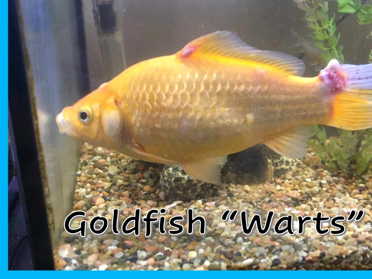 What is this bump on my fish?