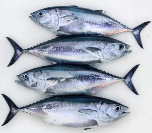 What is tuna fish called in Kerala?