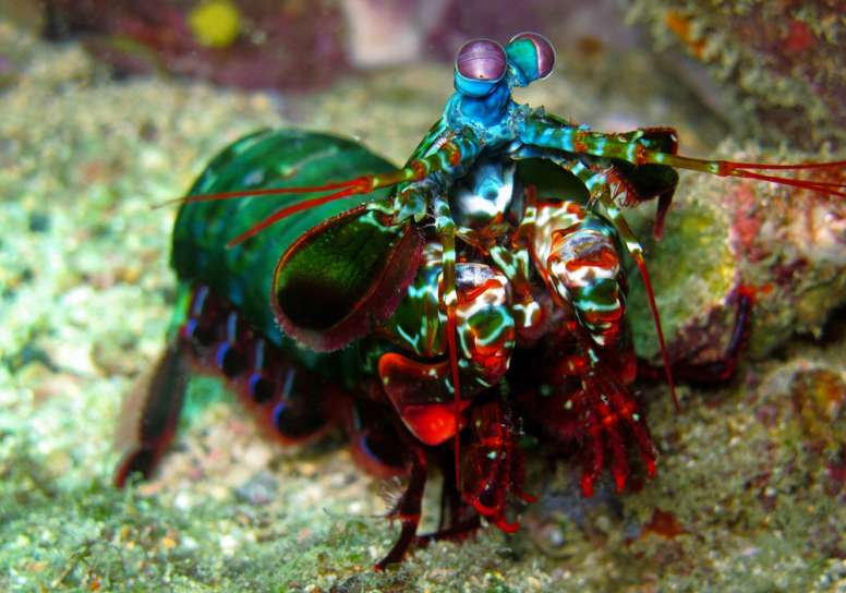What is unique about the mantis shrimp?