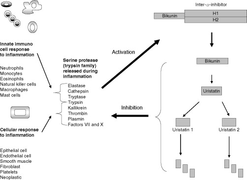 What is urinary trypsin inhibitor?