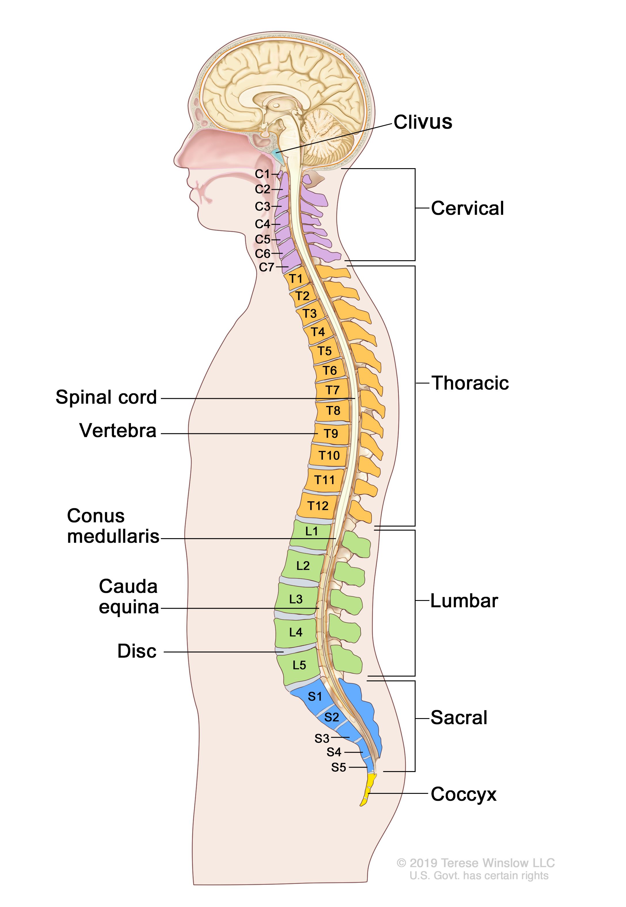 What is vertebra called?