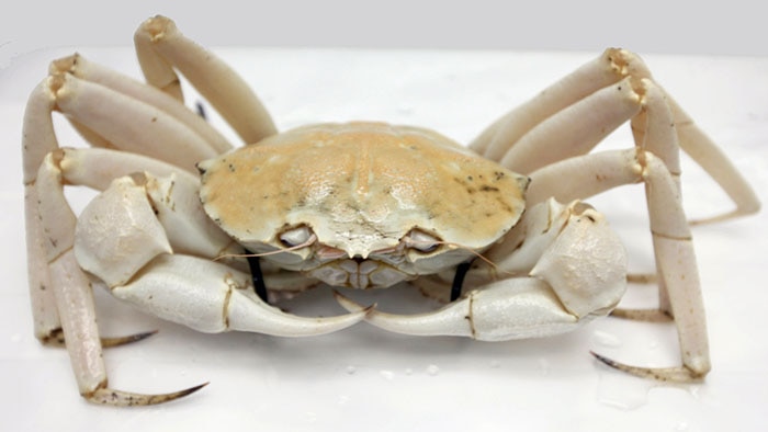 What is white crab?