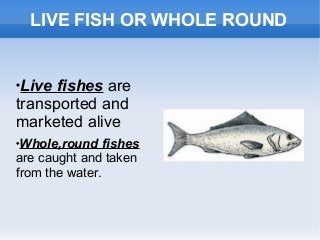 What is whole or round fish?
