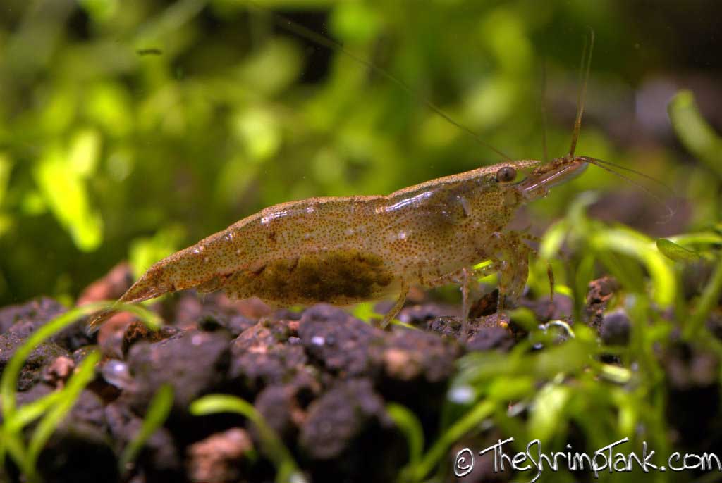 What is wild type shrimp?