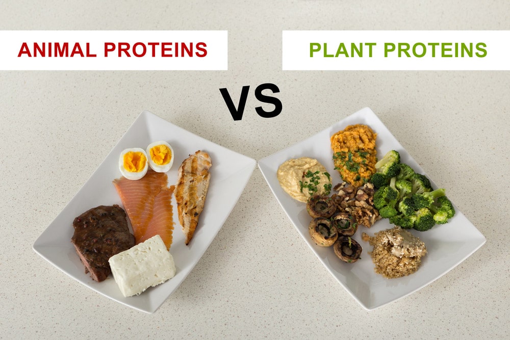 What keeps you fuller protein or carbs?